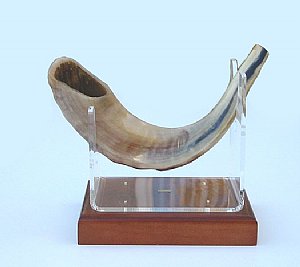 Israeli Shofar (Rams Horn) - Aviv Judaica